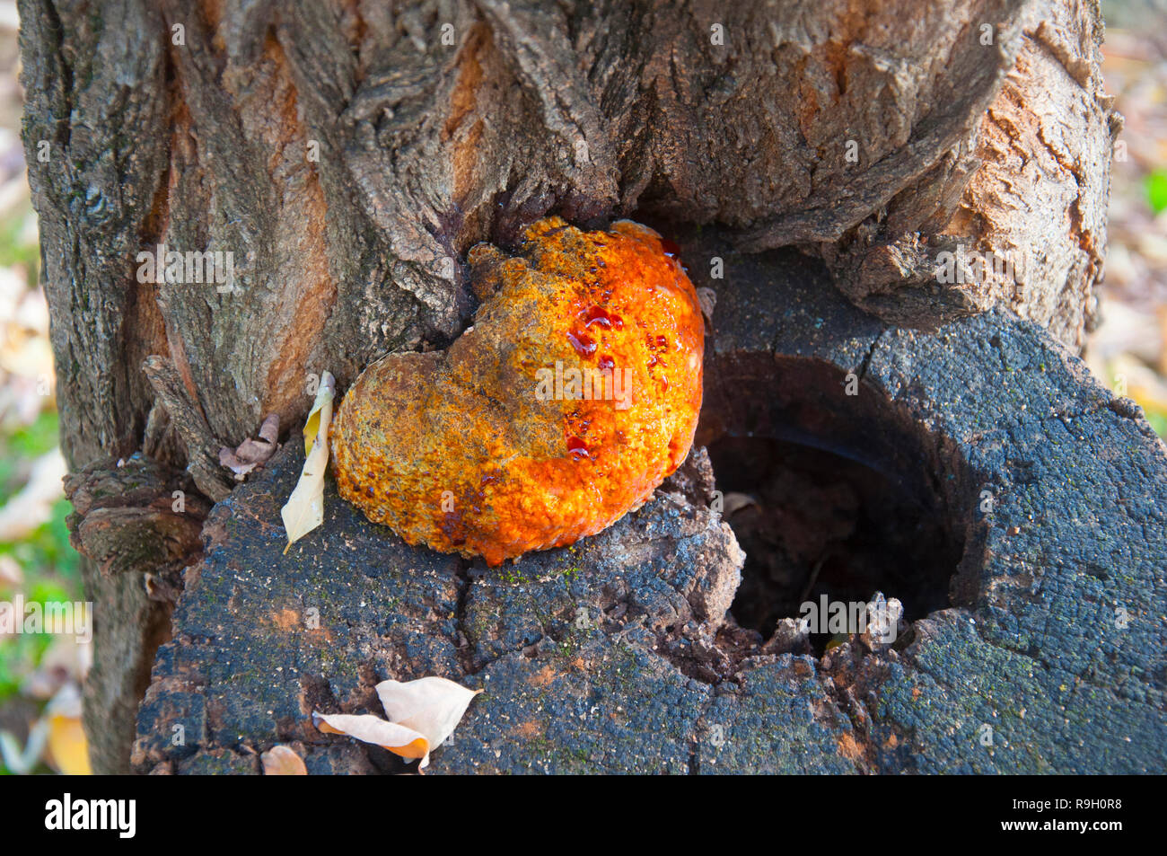 Yellow tree fungus hi-res stock photography and images - Alamy