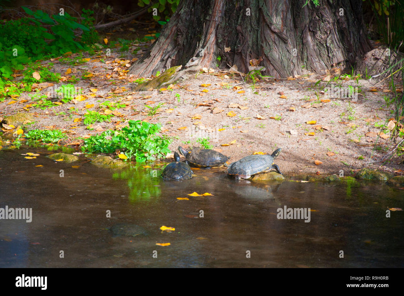 Turtle coming out of the water hi-res stock photography and images - Alamy