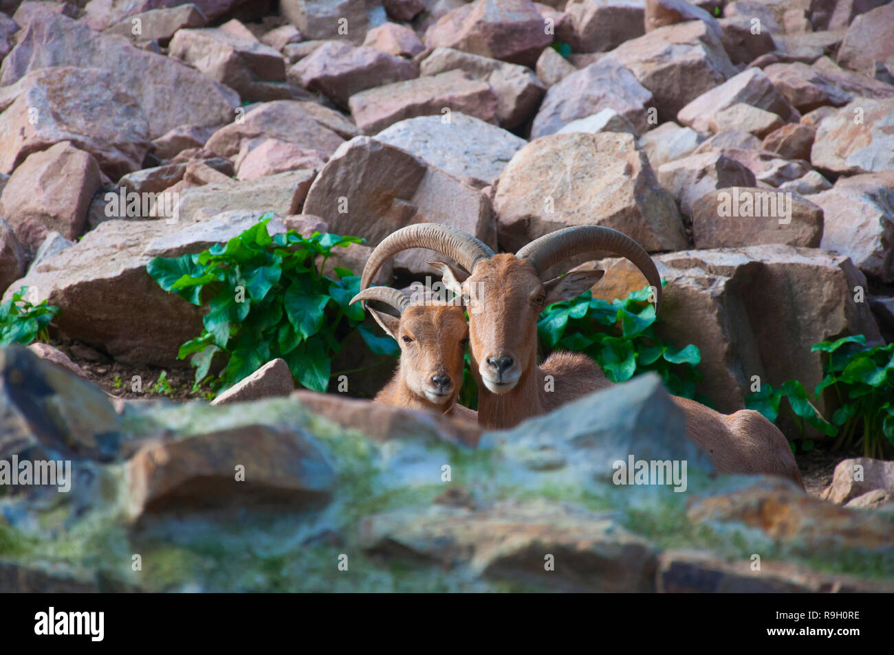 Goat hair texture hi-res stock photography and images - Alamy