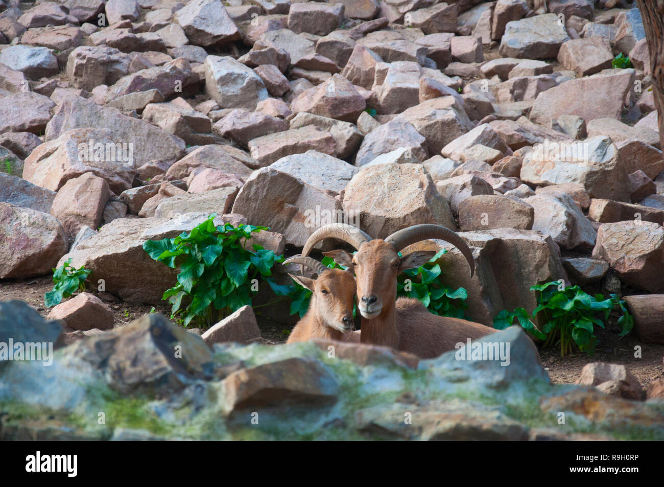 Goat hair texture hi-res stock photography and images - Alamy