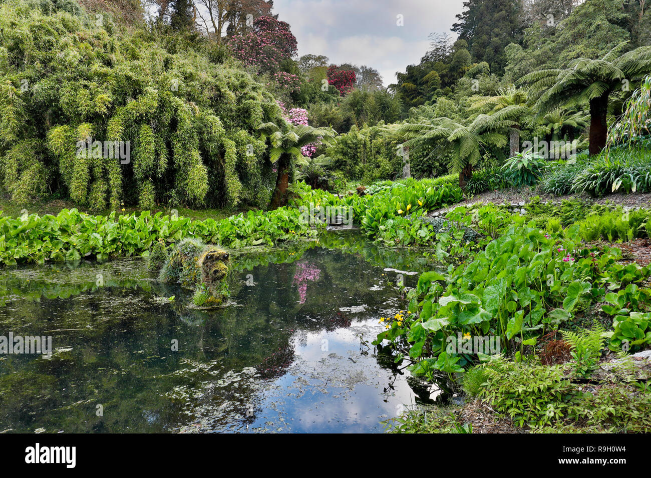 Trebah Garden; Spring; Cornwall; UK Stock Photo - Alamy