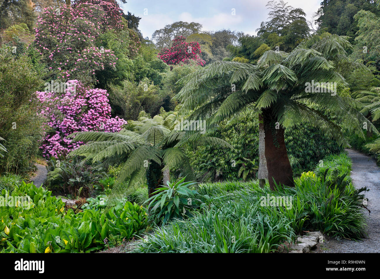 Trebah Garden; Spring; Cornwall; UK Stock Photo - Alamy