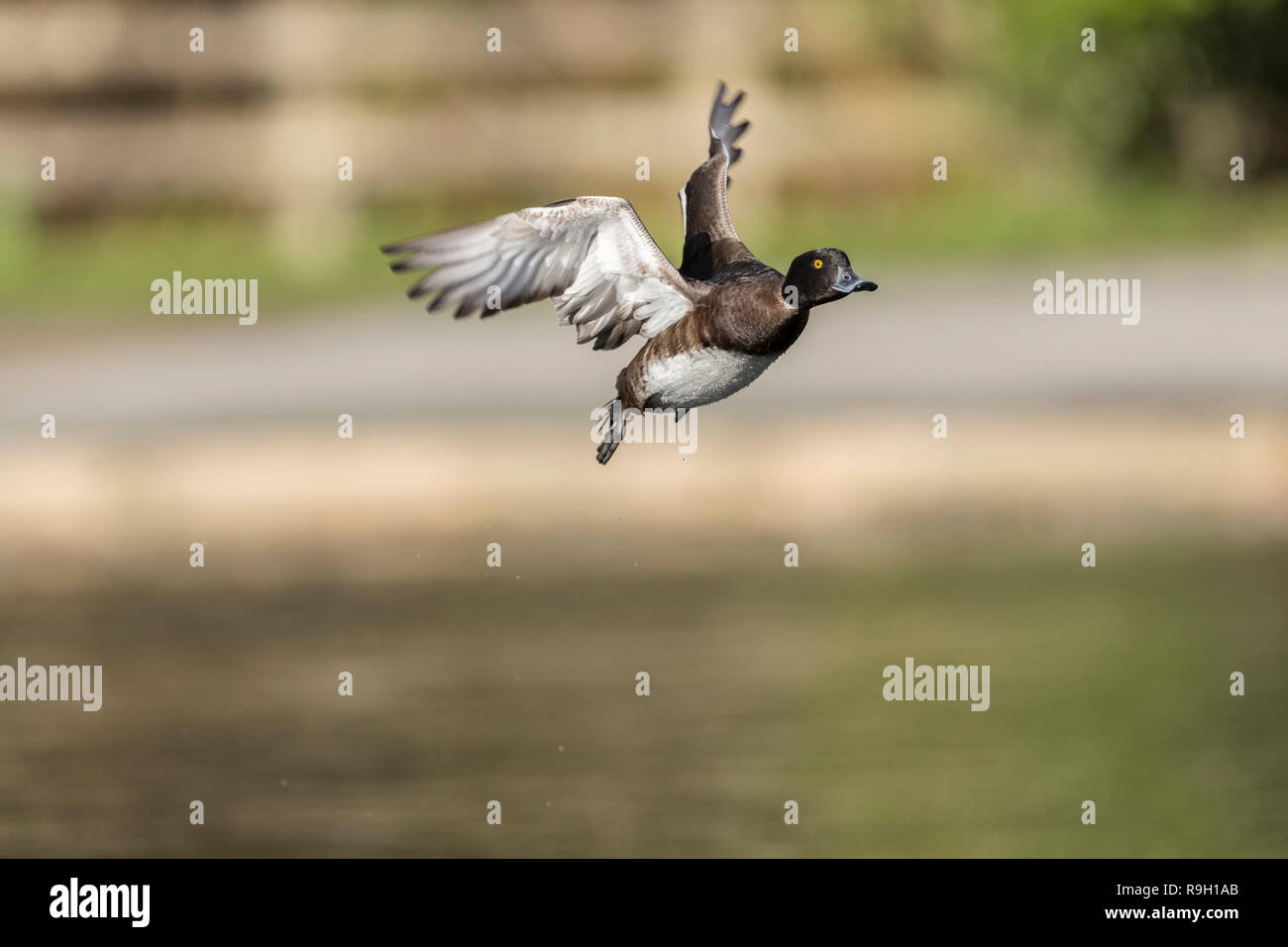 Female duck in flight hi-res stock photography and images - Alamy