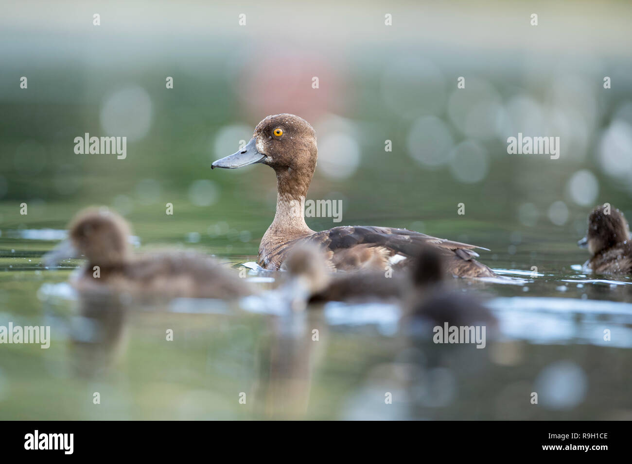 Female tufted duck hi-res stock photography and images - Alamy