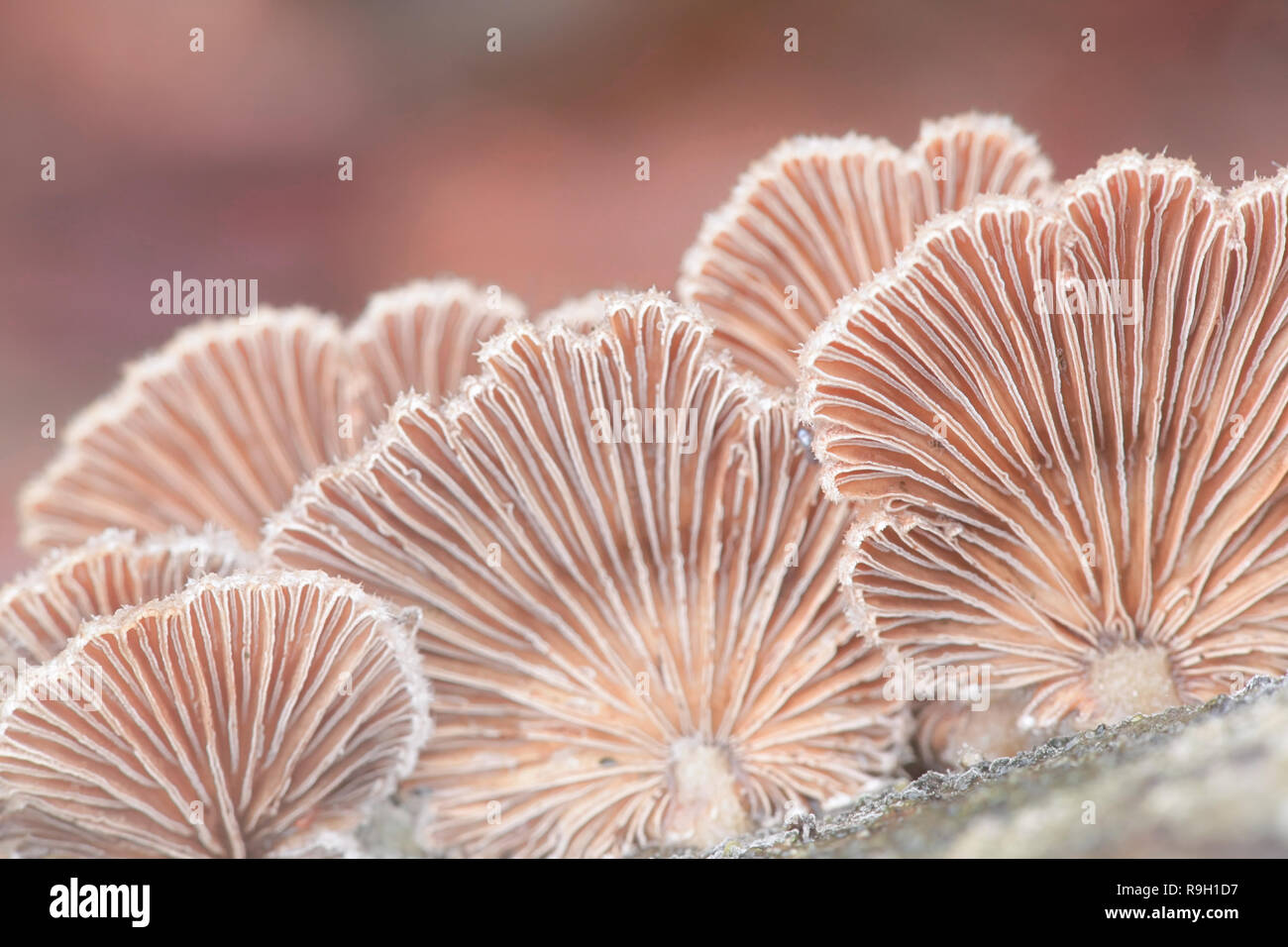Gillies, Split Gills or Split gill, Schizophyllum commune, is an ...