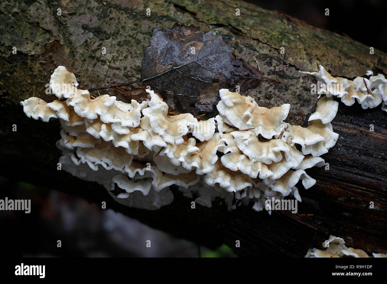 White soft texture of a fungus called Plicatura nivea Stock Photo - Alamy