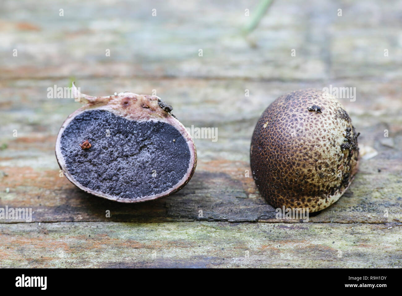 Scleroderma areolatum, Leopard Earthball fungus Stock Photo - Alamy
