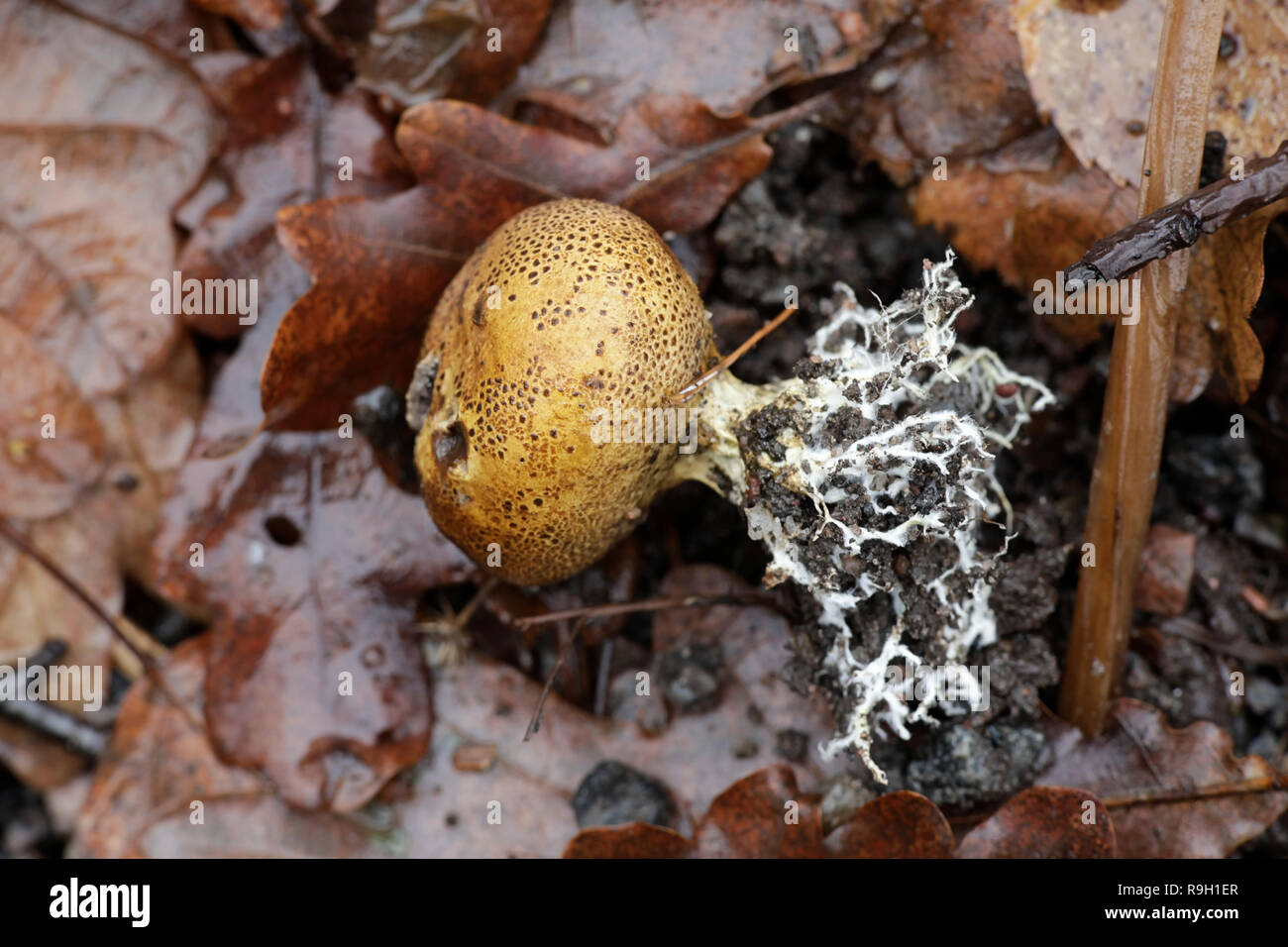 Scleroderma sp, Earthball fungus Stock Photo - Alamy