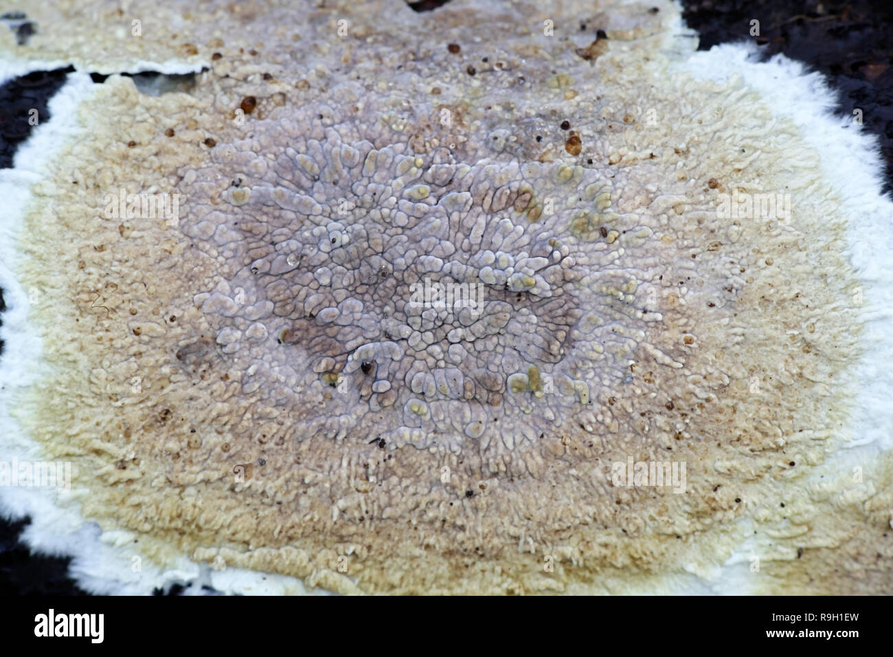 Wet rot fungus hi-res stock photography and images - Alamy