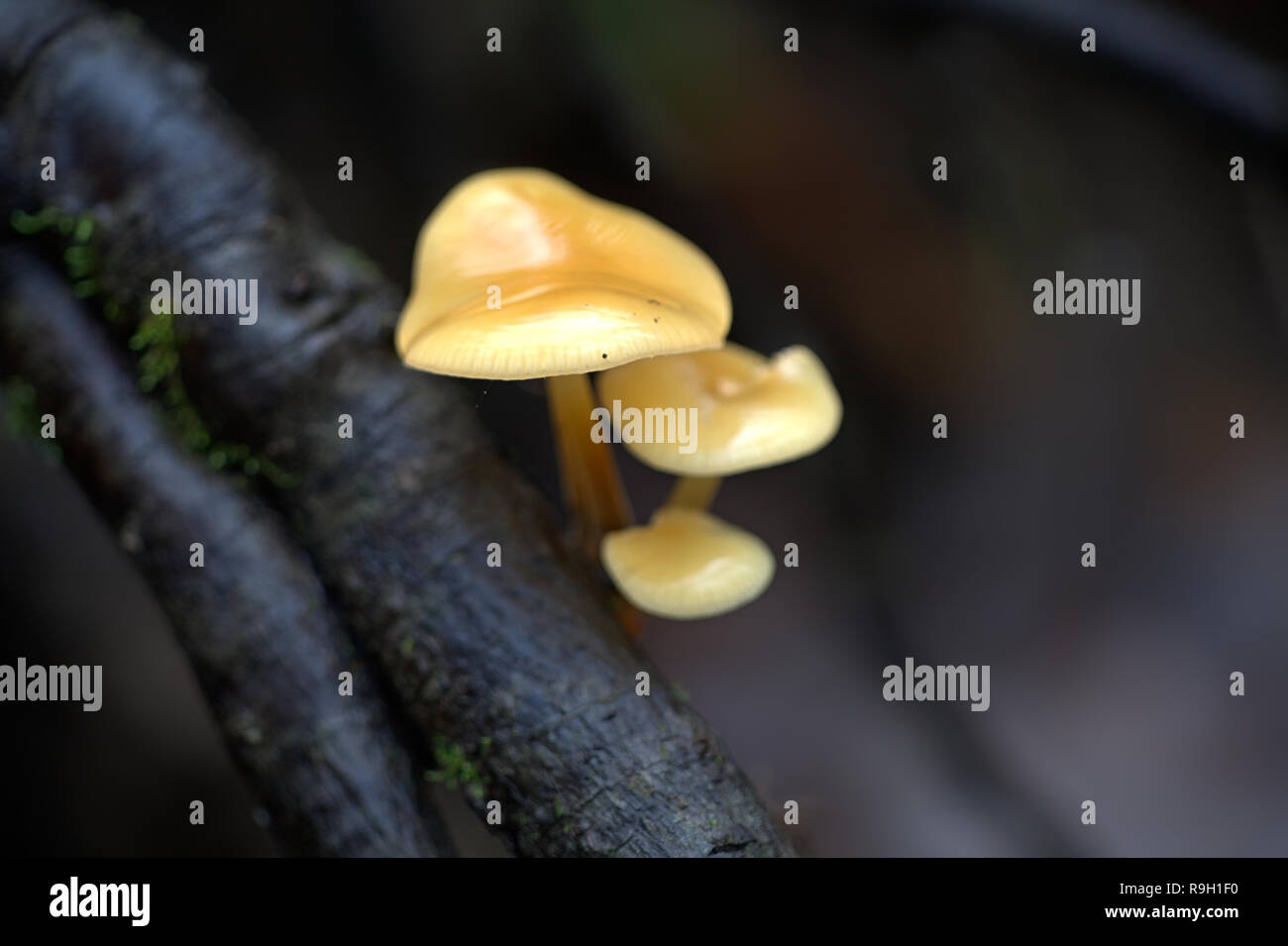 Enokitake, Flammulina velutipes, also called futu, seafood mushroom ...
