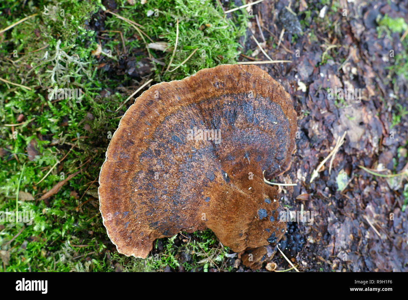 Ischnoderma benzoinum hi-res stock photography and images - Alamy