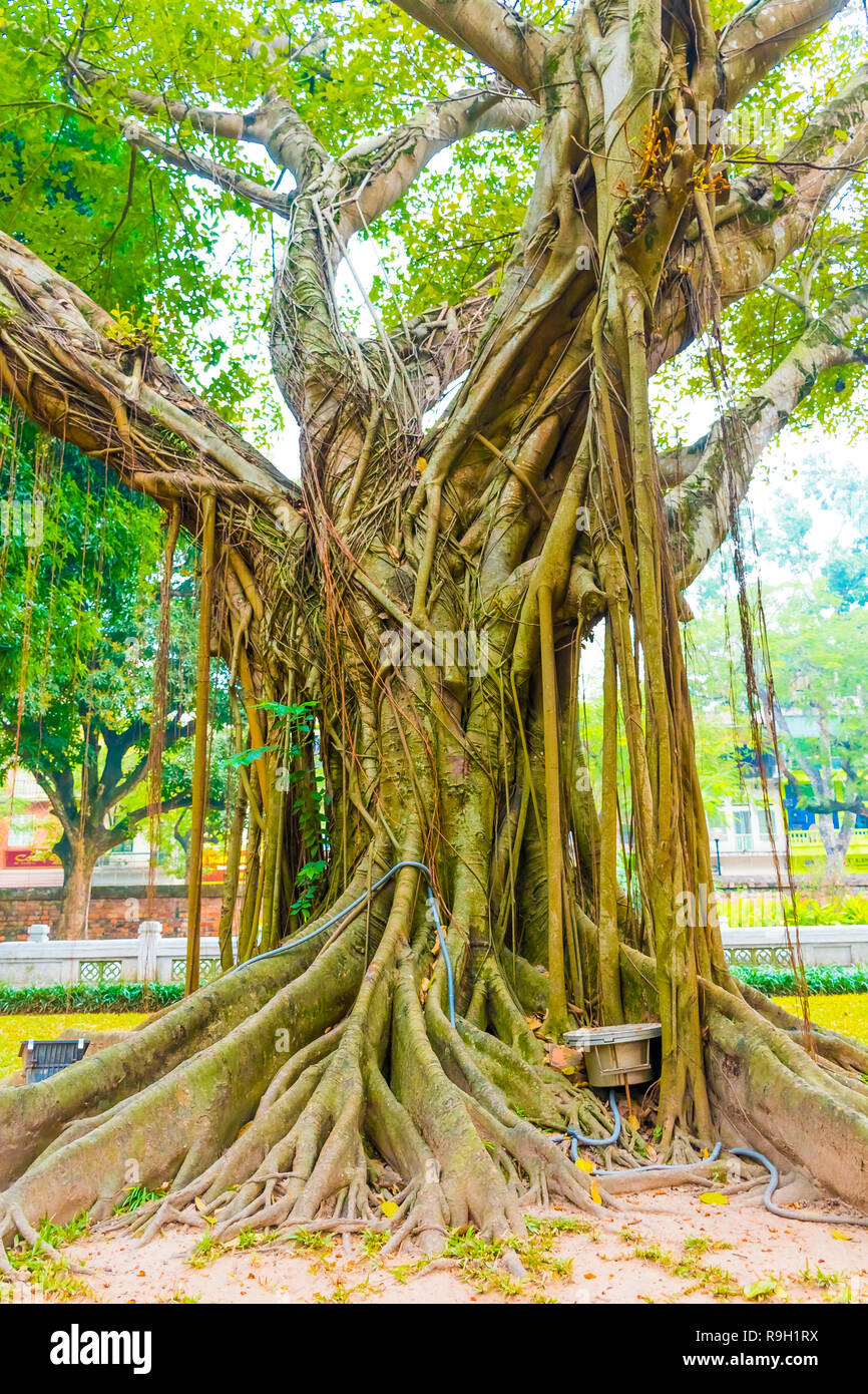 Old huge tree in the Beautiful Unesco Temple of Literature, Hanoi in ...