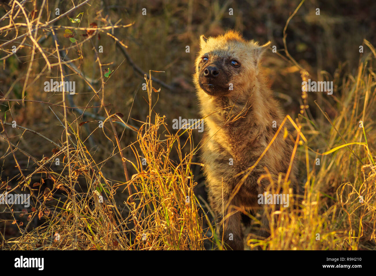 Hyena maculata hi-res stock photography and images - Alamy