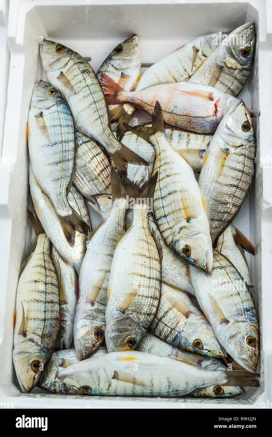 fresh fish box, freshly caught Stock Photo - Alamy