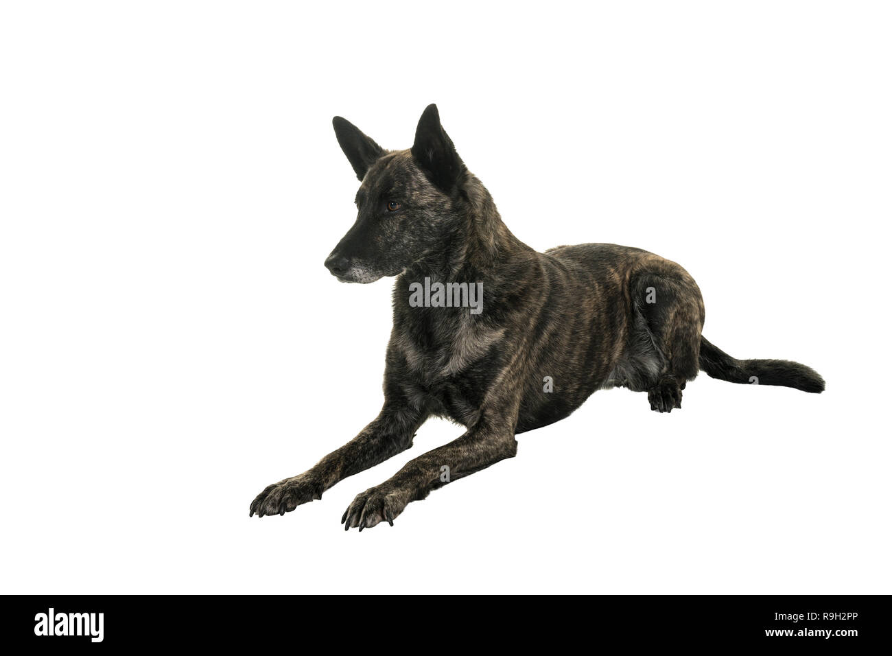 Portrait of an Brindle Dutch shepherd in a studio isolated on white ...
