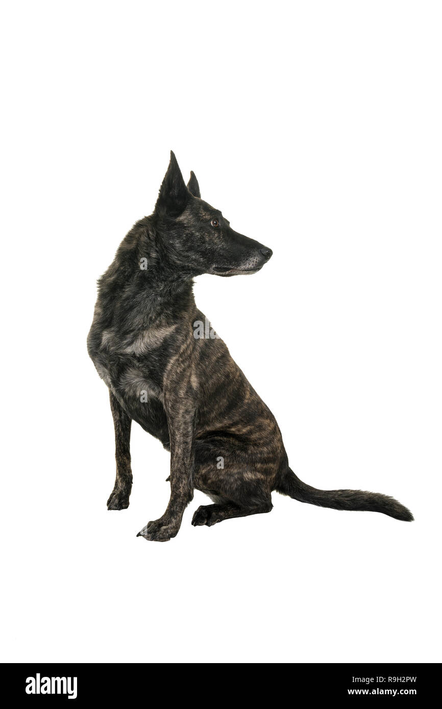 Portrait of an Brindle Dutch shepherd in a studio isolated on white ...
