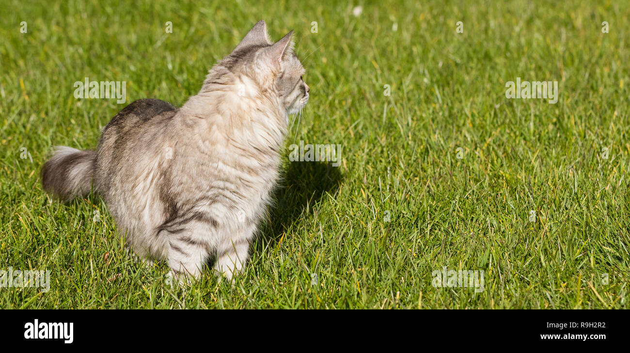 Pretty silver siberian cat of livestock in a garden, domestic kitten ...