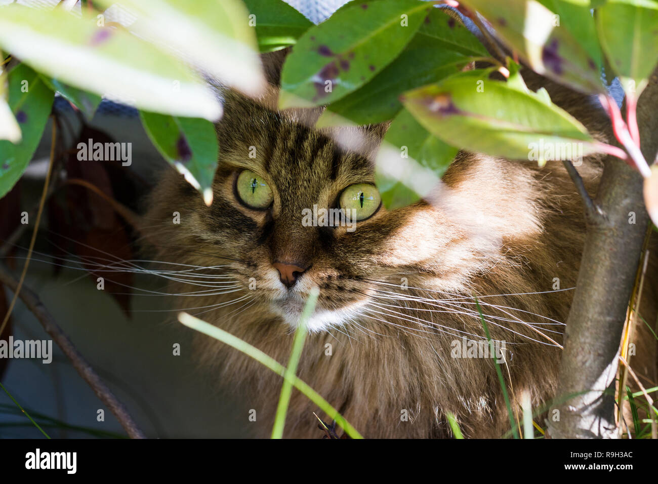 Adorable siberian cat of livestock in a garden, domestic kitten looking ...