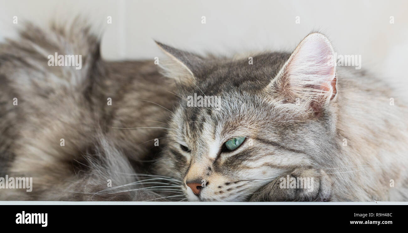 Beautiful silver siberian cat of livestock in a garden, domestic kitten ...