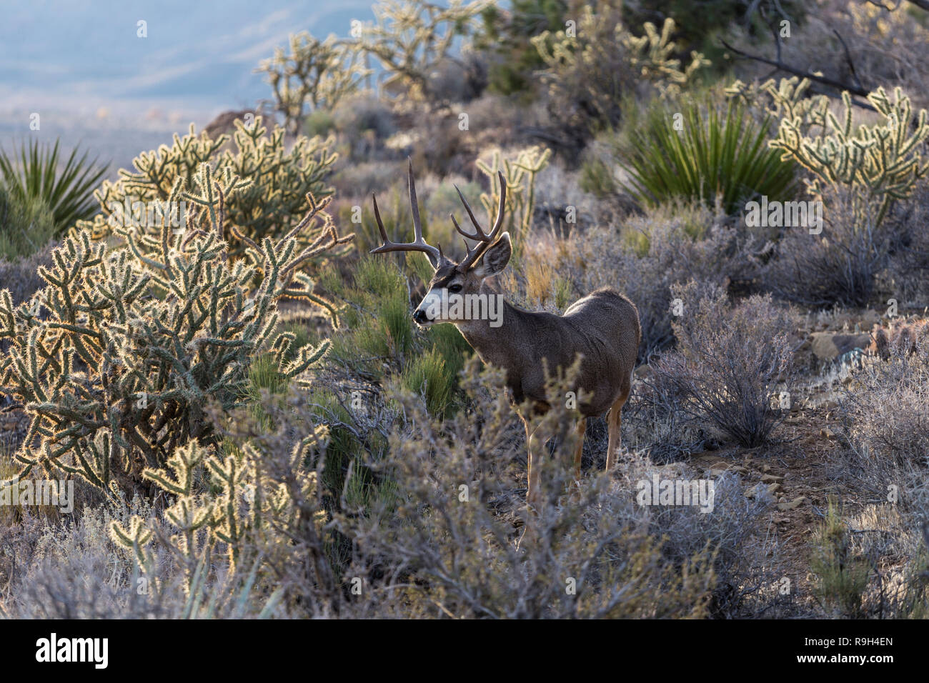 Red desert mule deer hi-res stock photography and images - Alamy