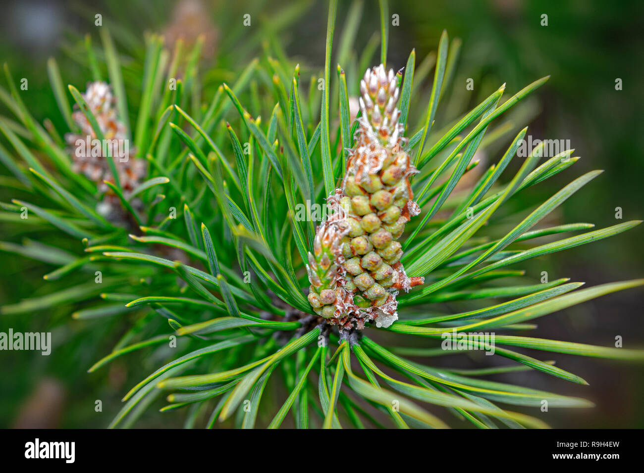 Spring. Young shoots of pine. The forest wakes up Stock Photo - Alamy