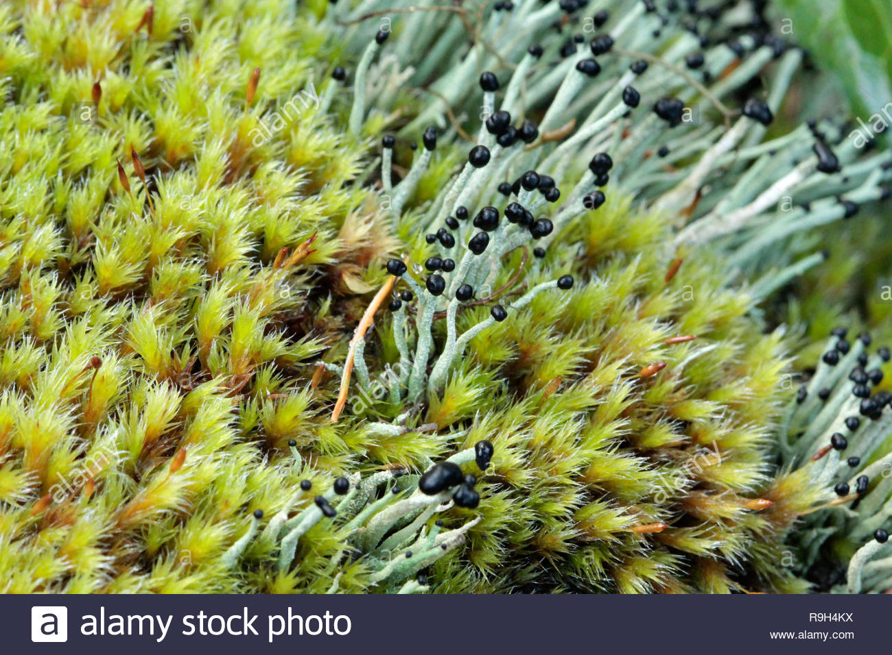 Fruticose Lichen High Resolution Stock Photography and Images - Alamy