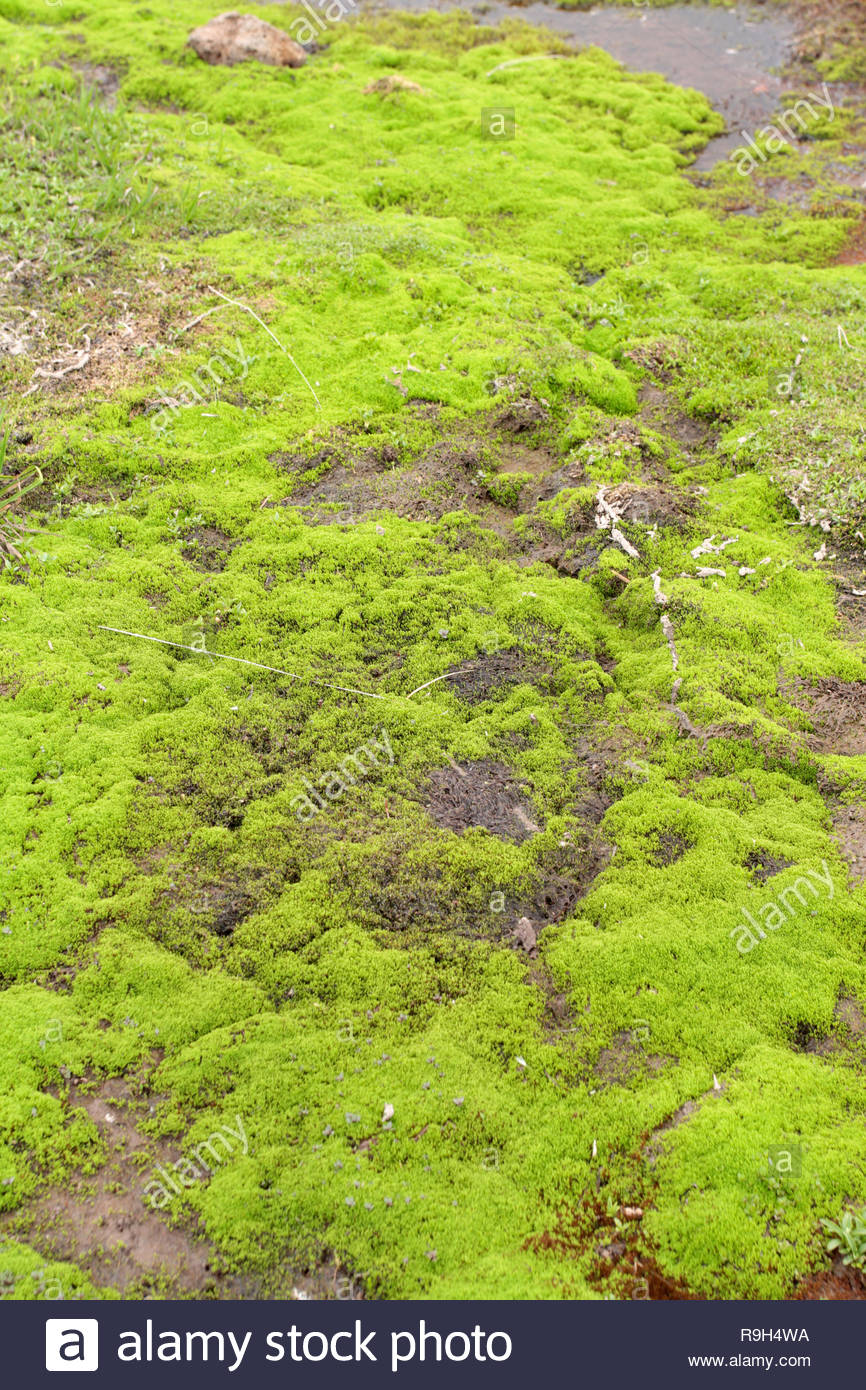 Alpine Moss Stock Photos & Alpine Moss Stock Images - Alamy