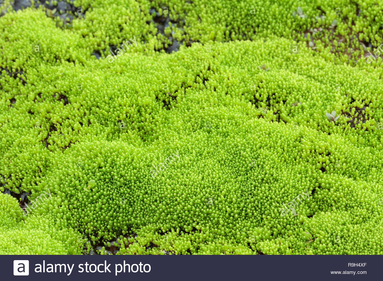 Sub Alpine Stock Photos & Sub Alpine Stock Images - Alamy