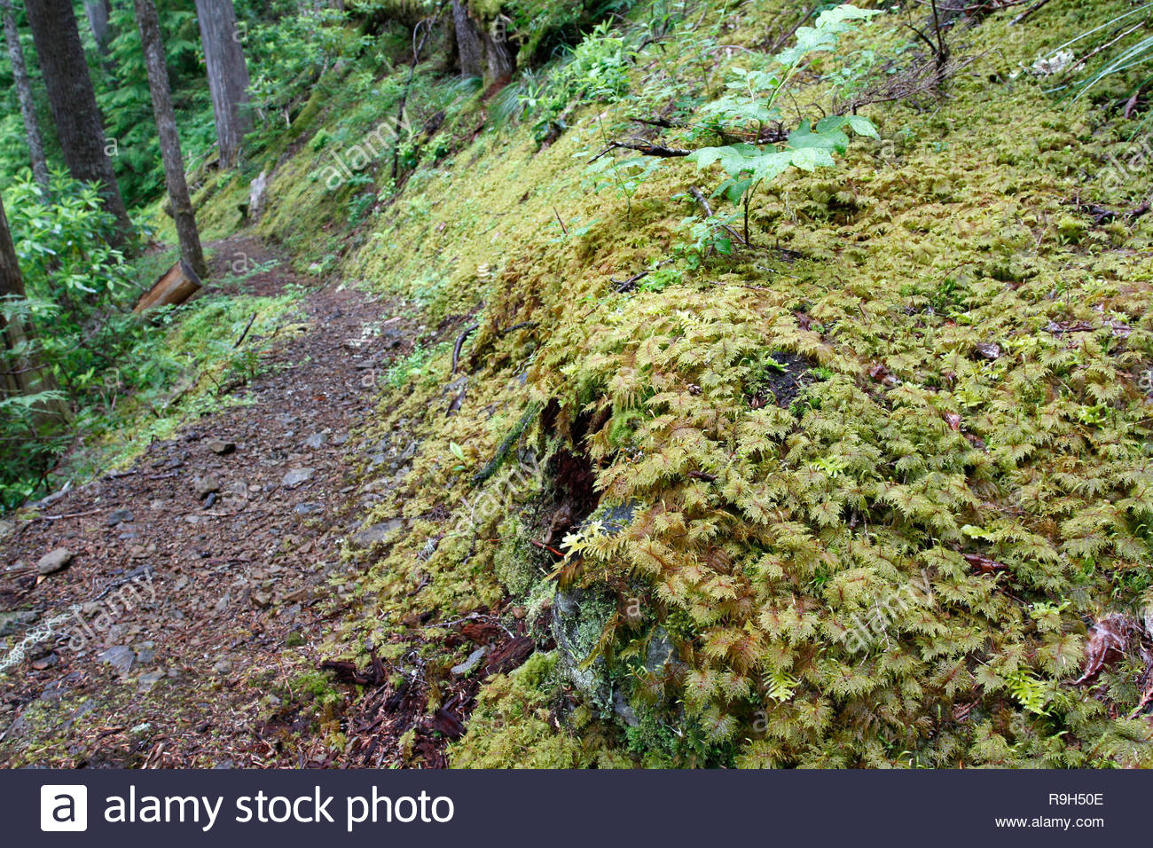 Step Moss Stock Photos & Step Moss Stock Images - Alamy