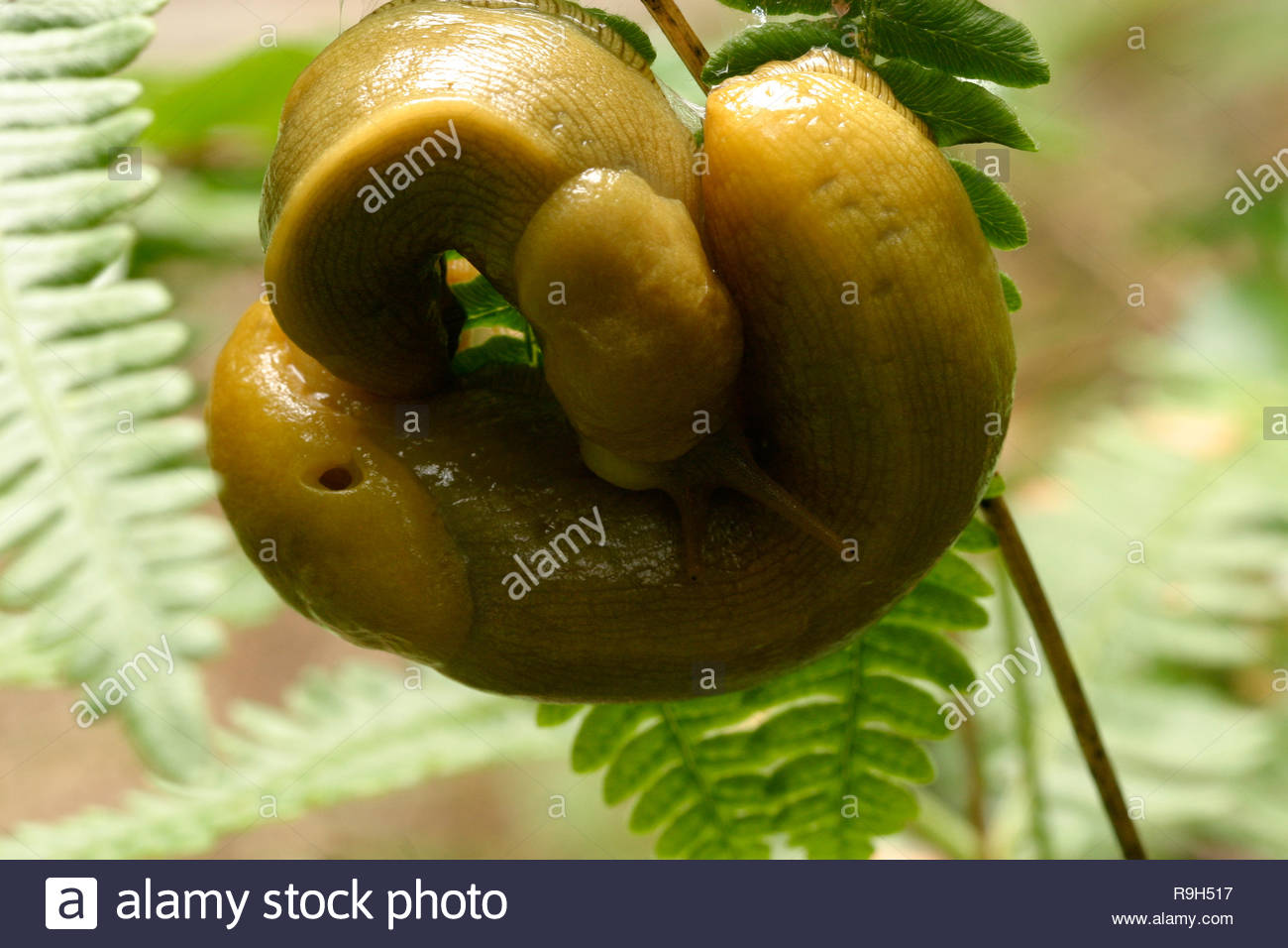 Slugs Mating Stock Photos & Slugs Mating Stock Images - Alamy