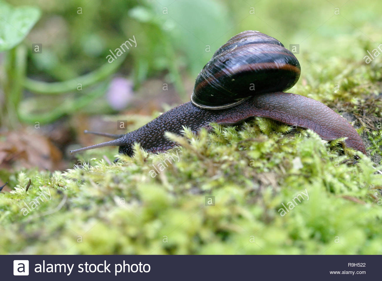 Mollusc Mollusca Snail Stock Photos & Mollusc Mollusca Snail Stock ...