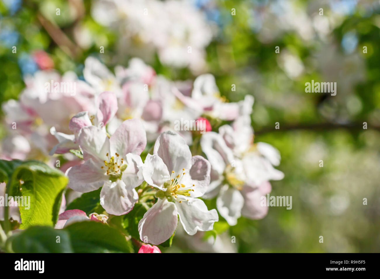 Apple flowering branch hi-res stock photography and images - Alamy
