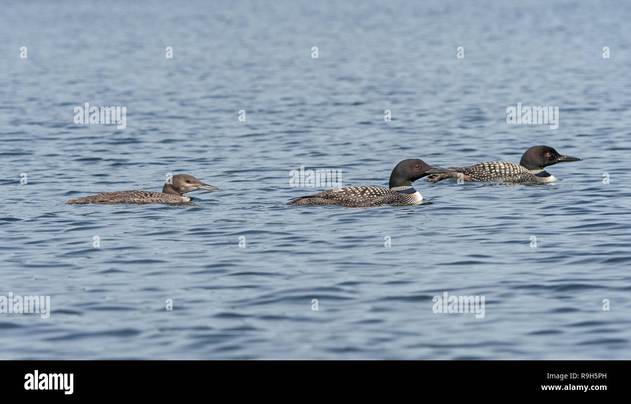 Common loon family bird hi-res stock photography and images - Alamy