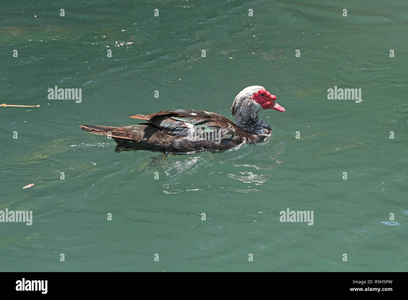 Jordan wildlife hi-res stock photography and images - Alamy