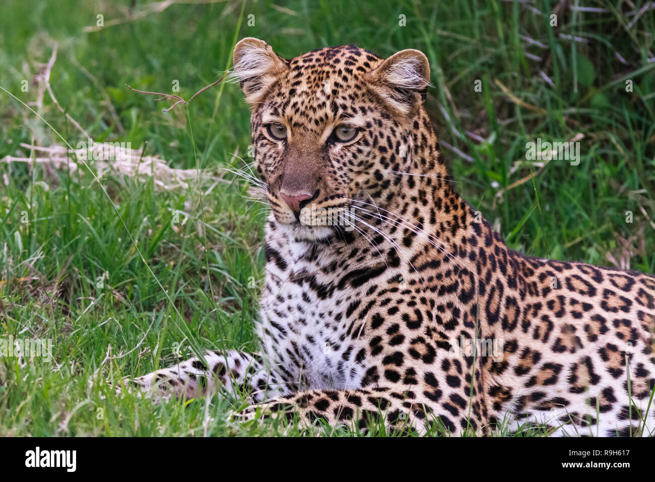Kenya leopard savanna hi-res stock photography and images - Alamy