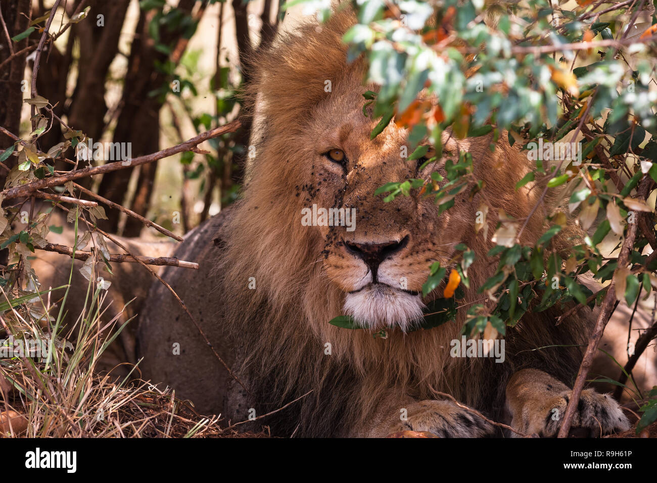Masai lion guard hi-res stock photography and images - Alamy