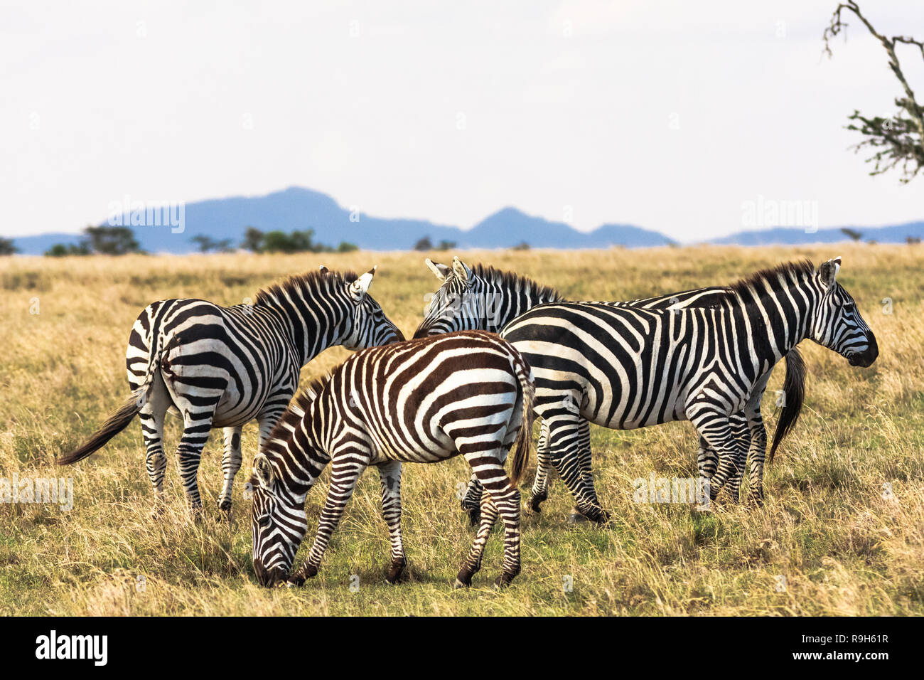Zebras in the masai mara reserve hi-res stock photography and images - Alamy