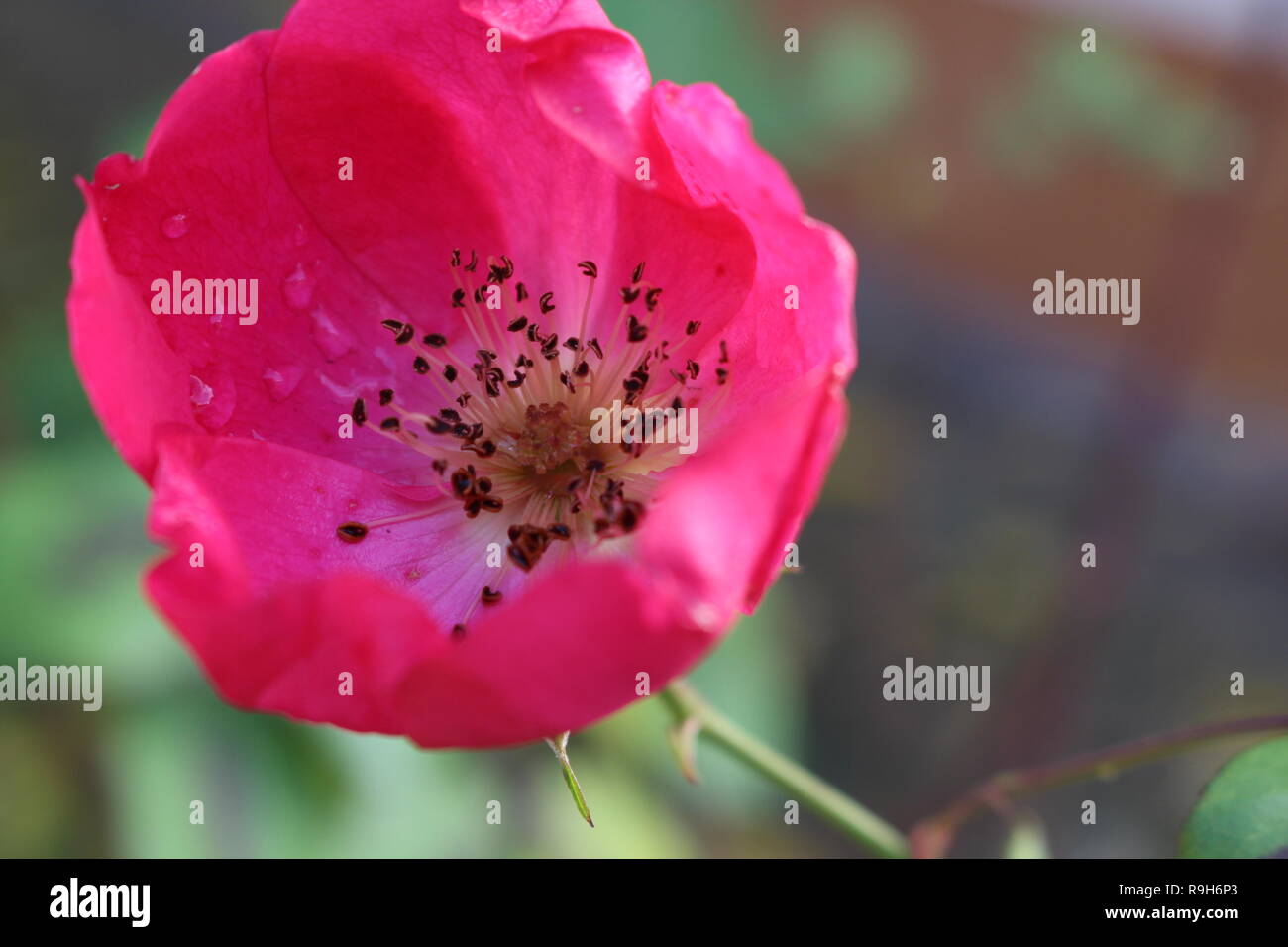 Rose anatomy hi-res stock photography and images - Alamy