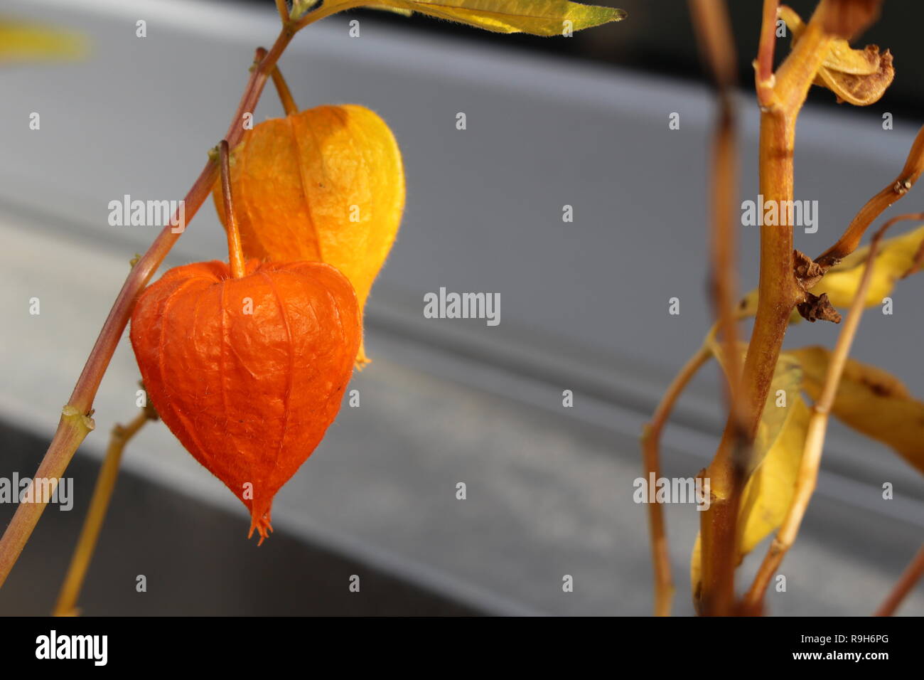 Physalis peruviana plant hi-res stock photography and images - Alamy