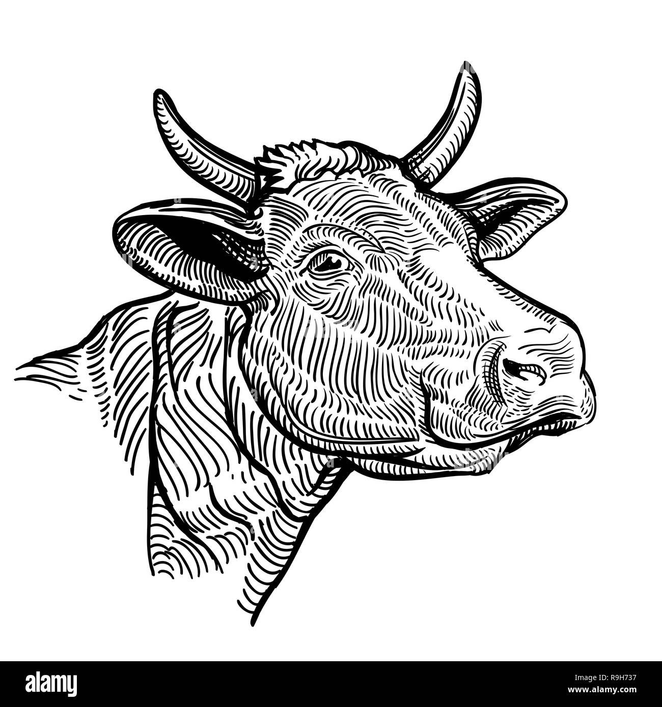 Original Cow Head Story