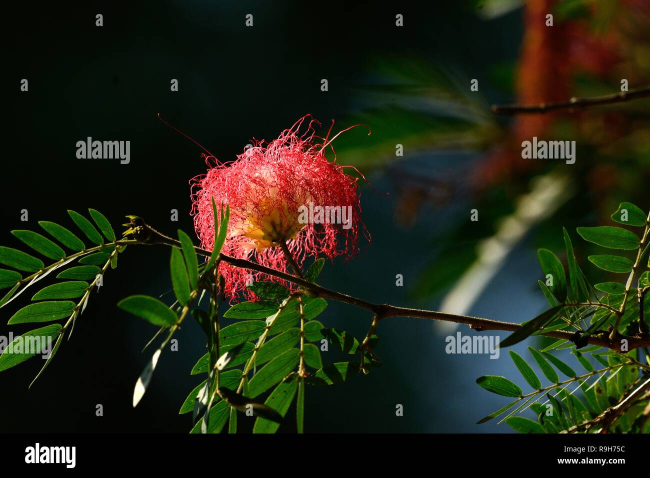 Samanea saman hi-res stock photography and images - Alamy