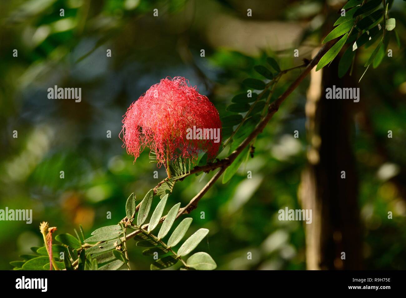Samanea saman hi-res stock photography and images - Alamy