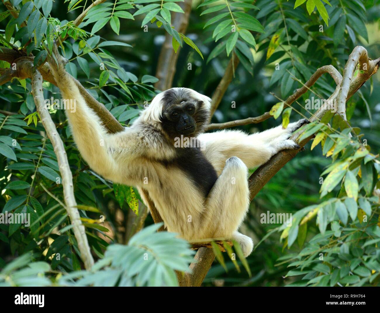beautiful female Pileated gibbon (Hylobates pileatus) sitting on ground ...