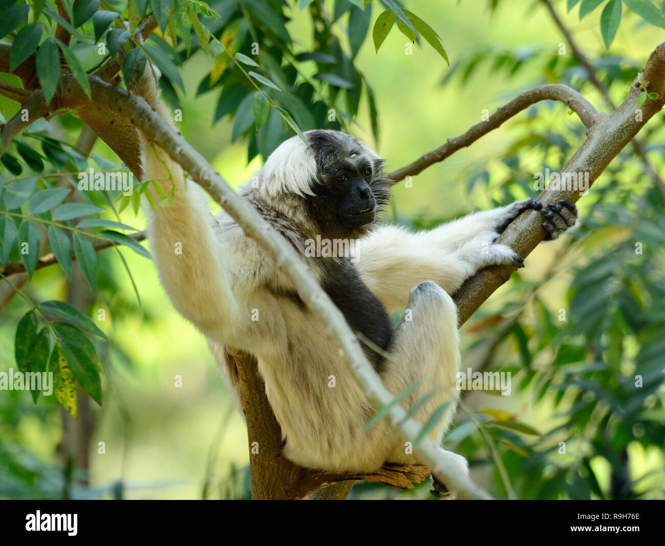 beautiful female Pileated gibbon (Hylobates pileatus) sitting on ground ...