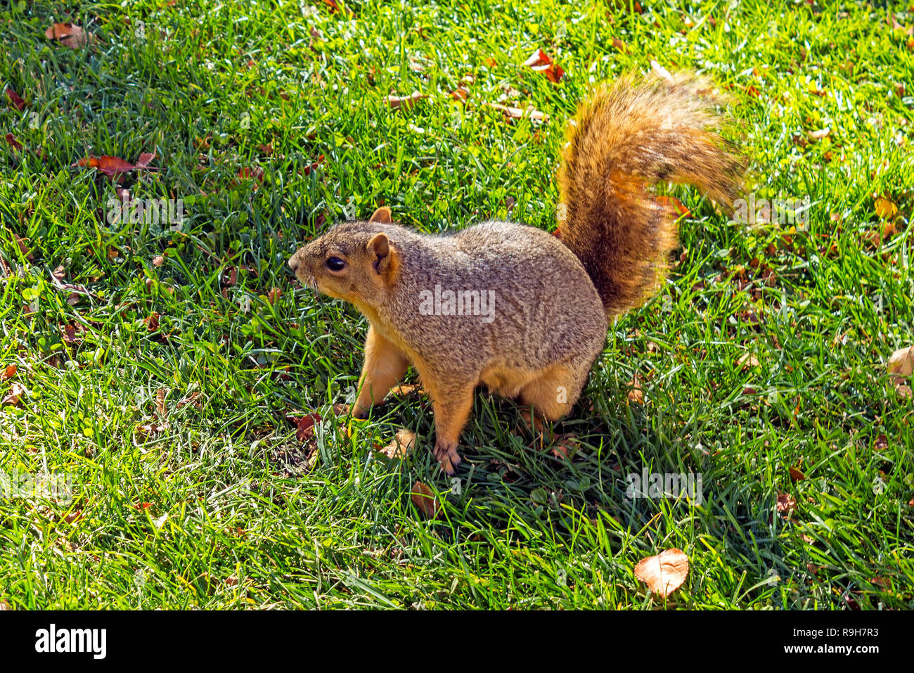 Grey Squirrel On The Green Grass High Resolution Stock Photography and ...