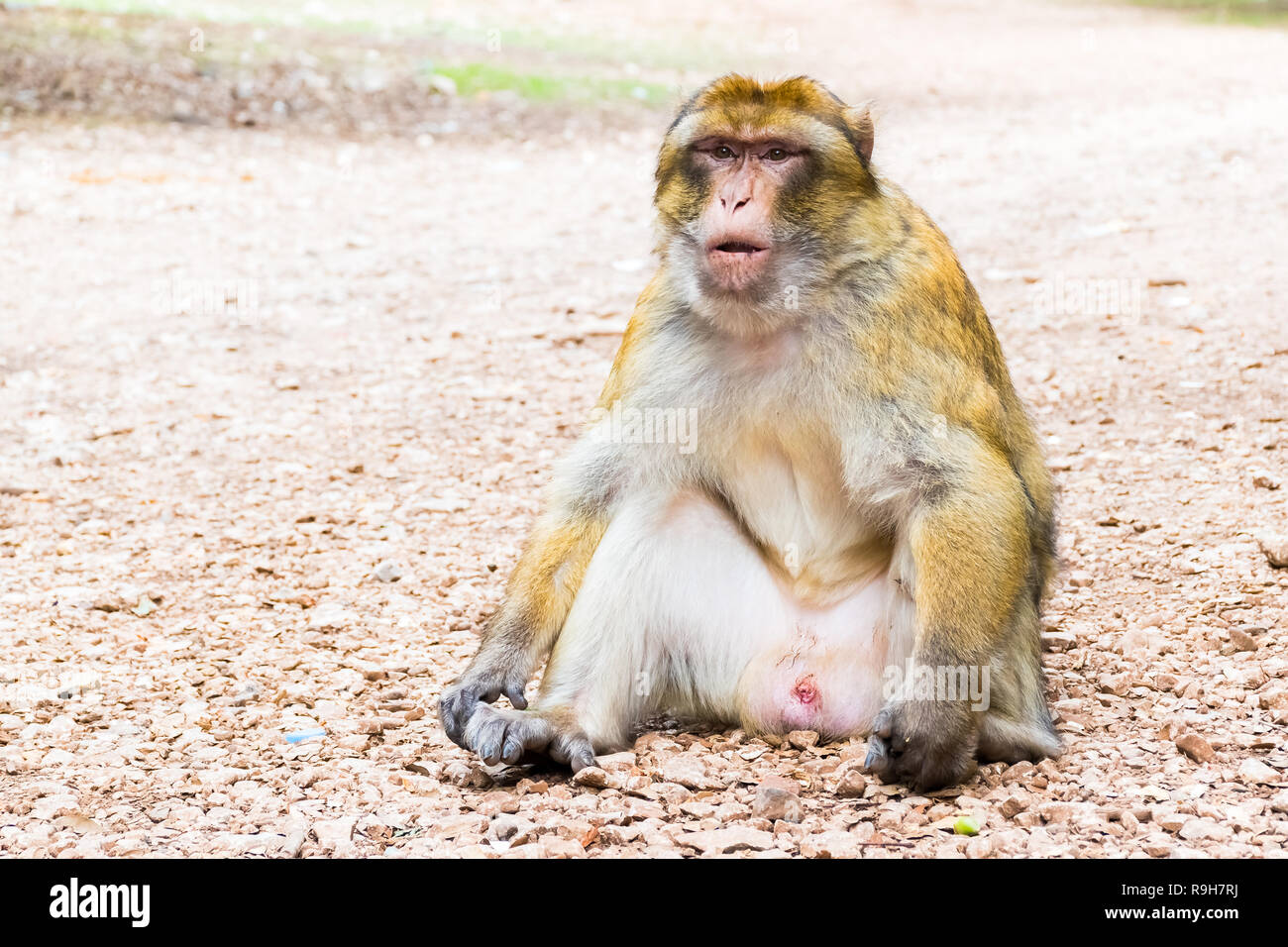 Barbary Macaque Monkey sitting on ground in the cedar forest, Azrou ...