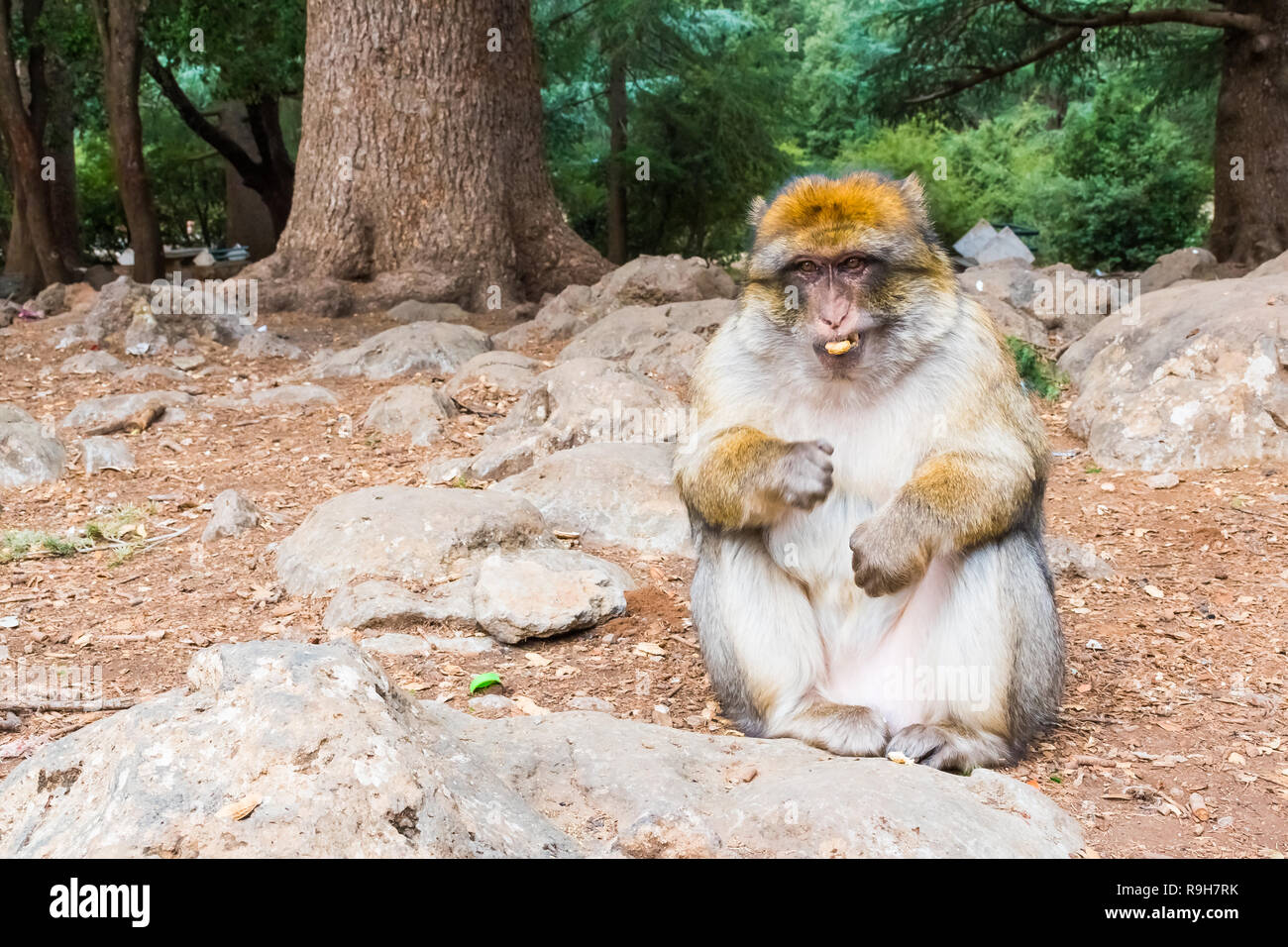 Morocco ifrane national park hi-res stock photography and images - Alamy