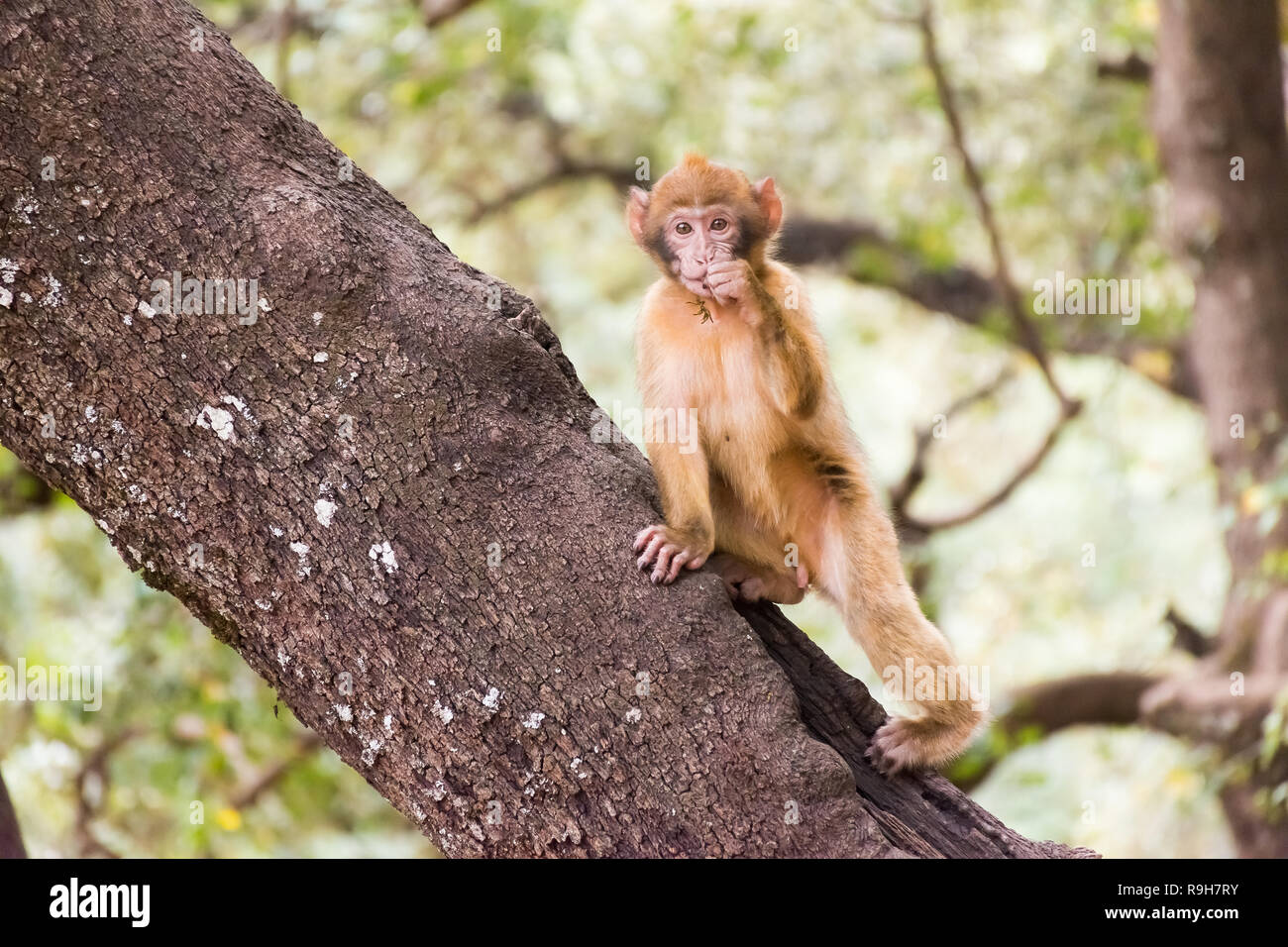 Silhouette monkeys sitting on hi-res stock photography and images - Alamy