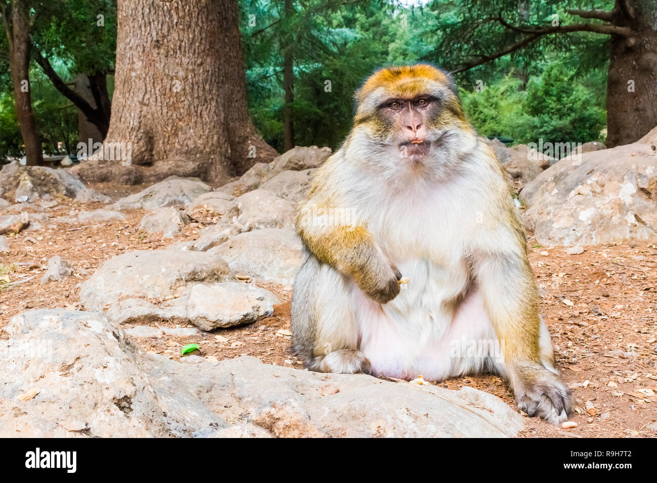 Azrou cedar forest, morocco hi-res stock photography and images - Alamy