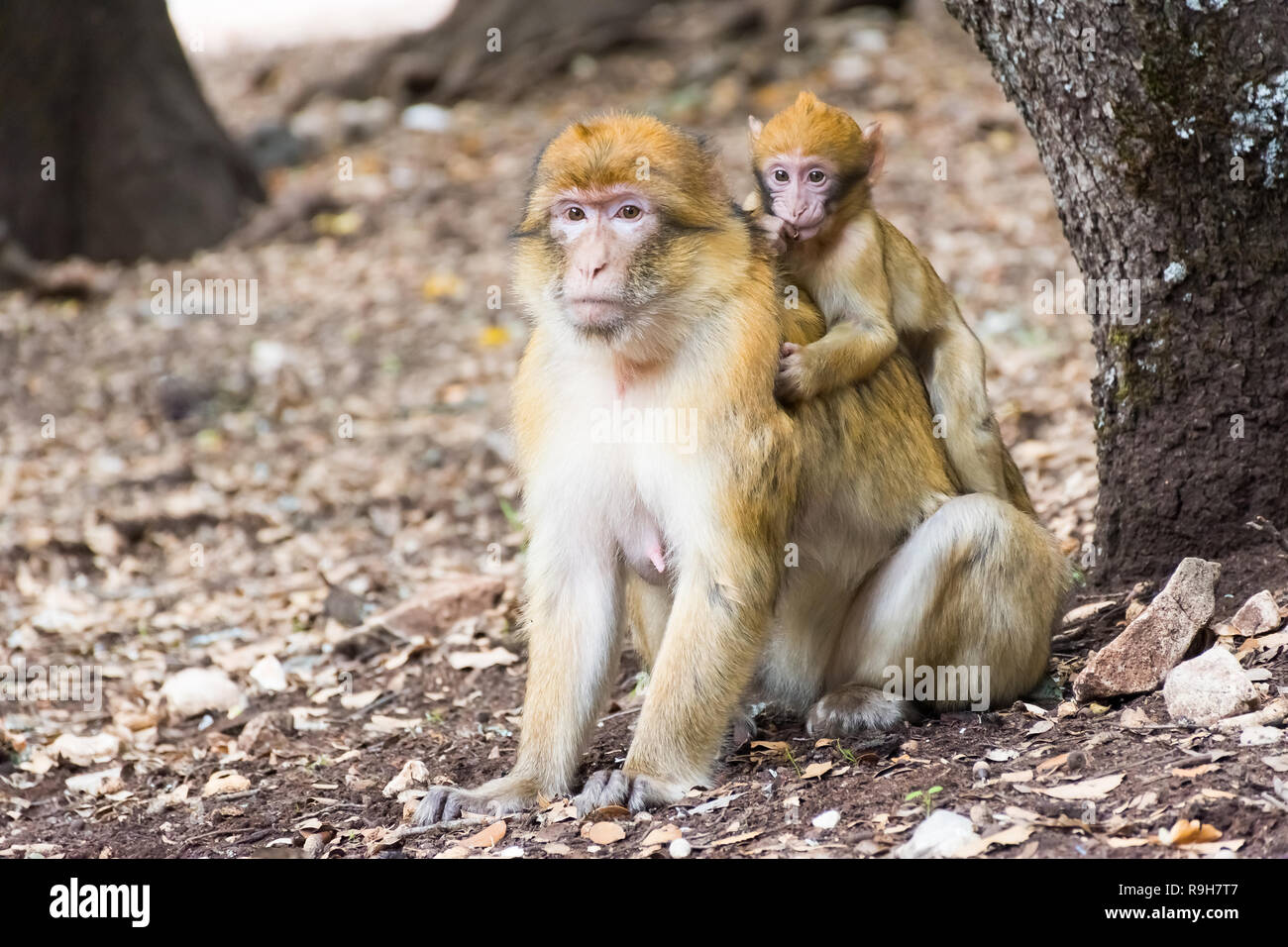 Azrou cedar forest, morocco hi-res stock photography and images - Alamy